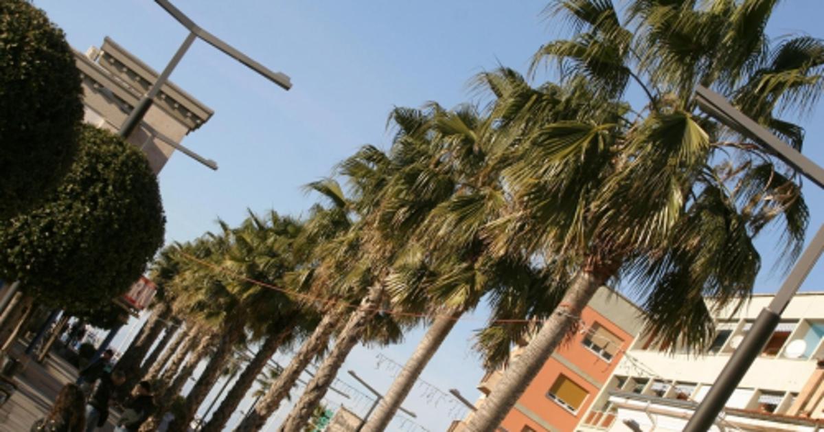 To bodo v Kopru posadili namesto obolelih palm - Žurnal24