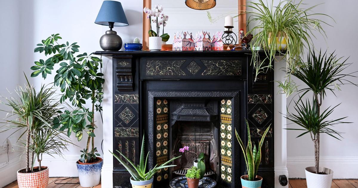 Rastlina, ki odstranjuje strupene snovi - Žurnal24