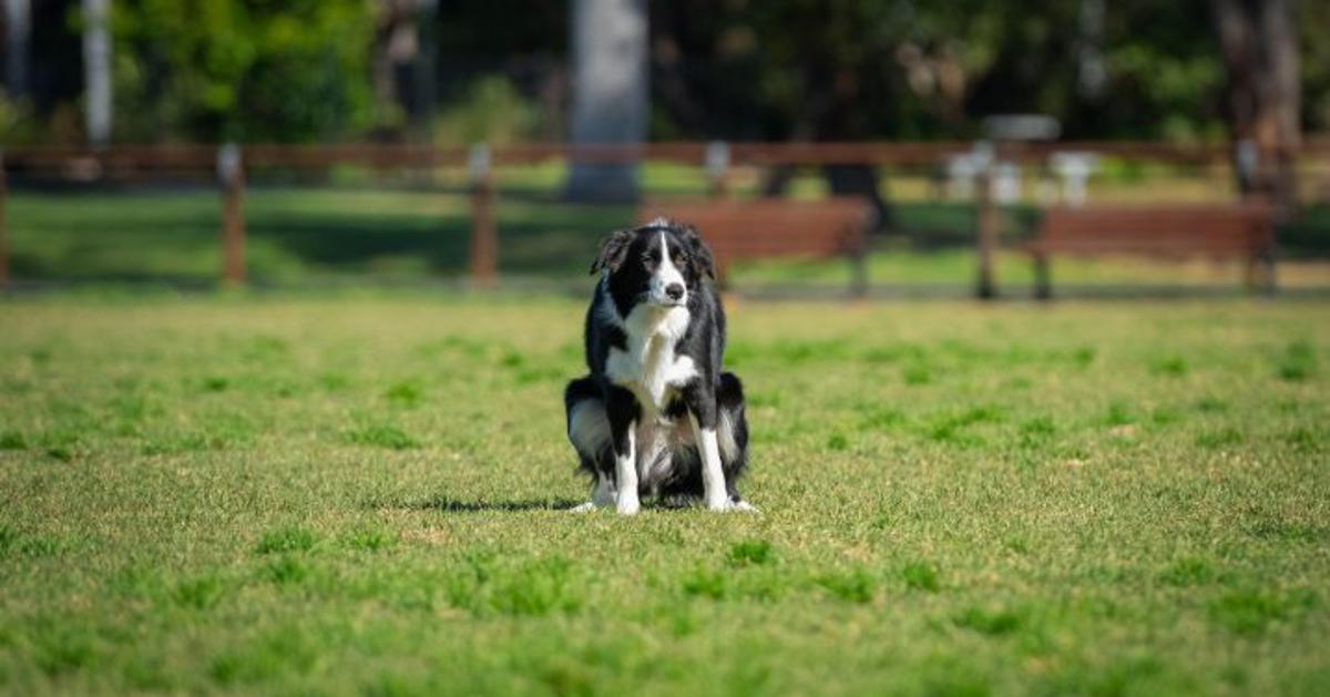 Pes naj se polula na tole vašo kazen - Žurnal24