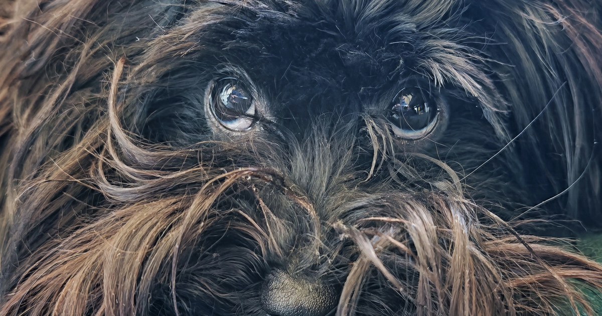 Honor Magic 8 Pro: Stavimo, da bodo zanj radi prijeli tudi ...