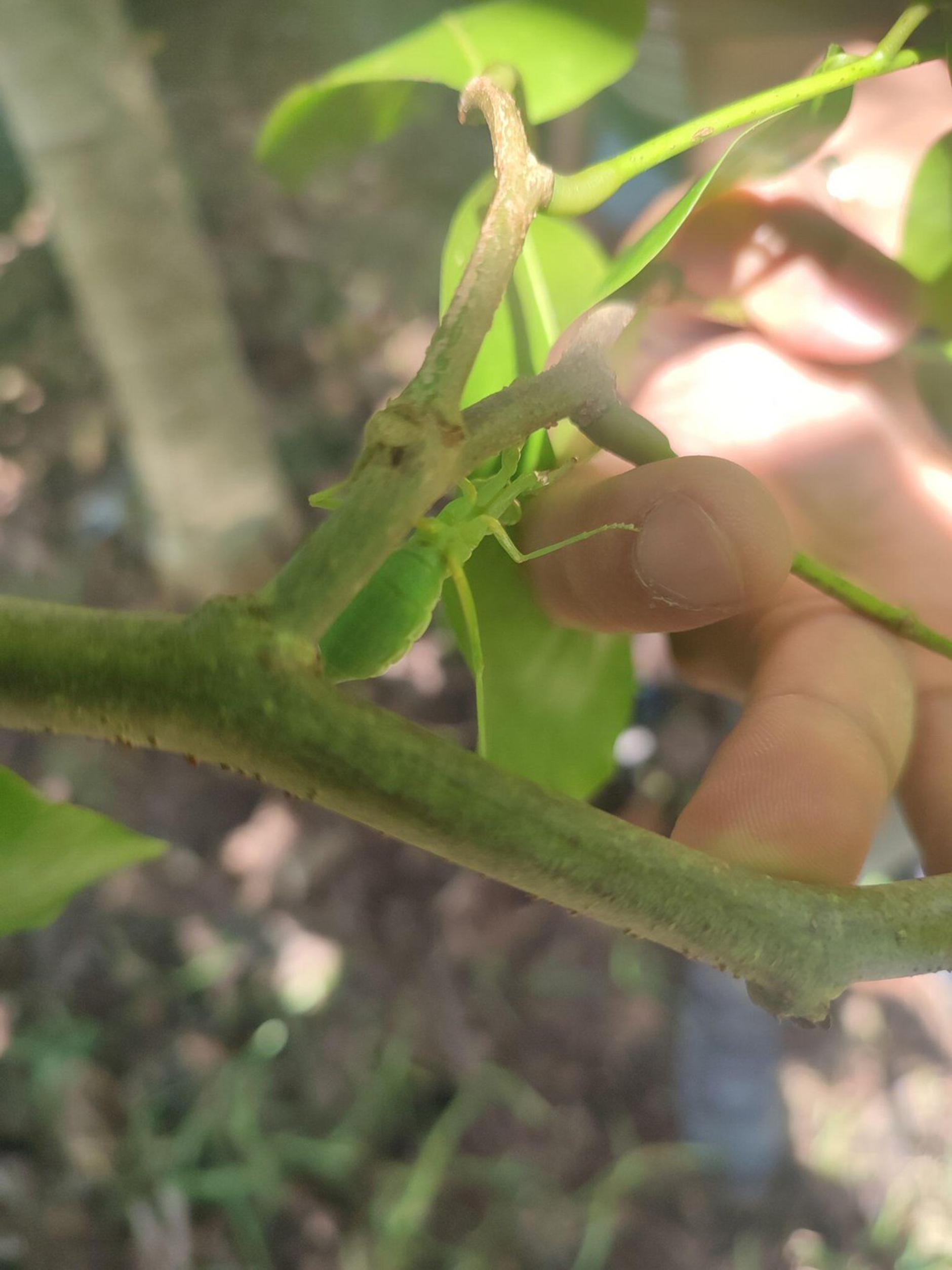 Pri sosedih se širijo invazivne orjaške bogomoljke - Žurnal24