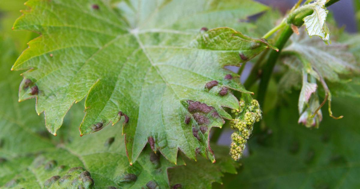 To je krivec za letošnje finančne izgube slovenskih vinarjev - Žurnal24