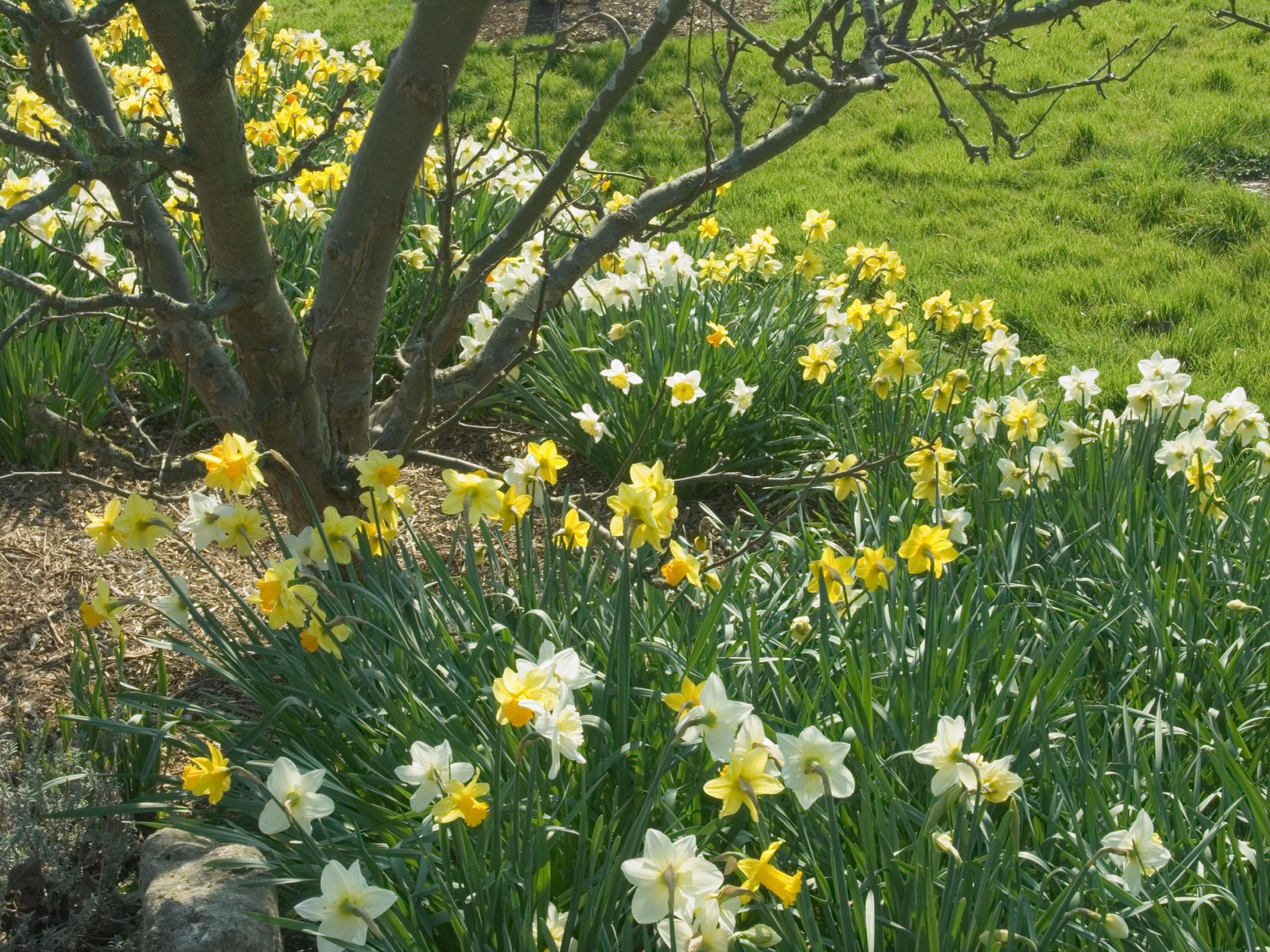 Kako se znebiti voluharja na vrtu - Žurnal24